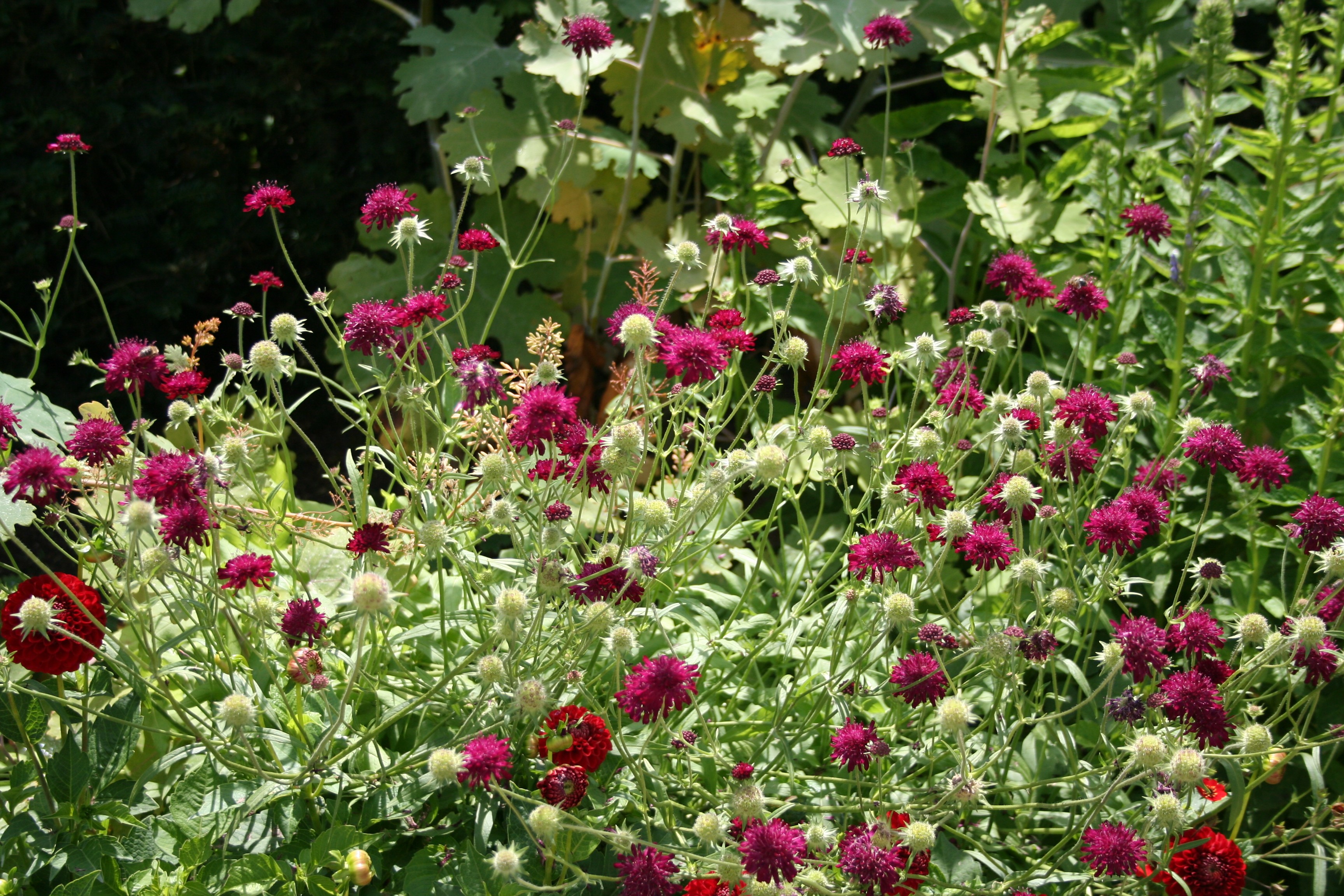 Knautia macedonica - Beemdkroon - De Tuinen van Appeltern