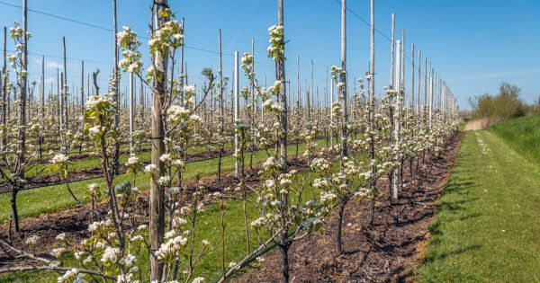 Snoeiregels: Leifruit | De Tuinen van Appeltern