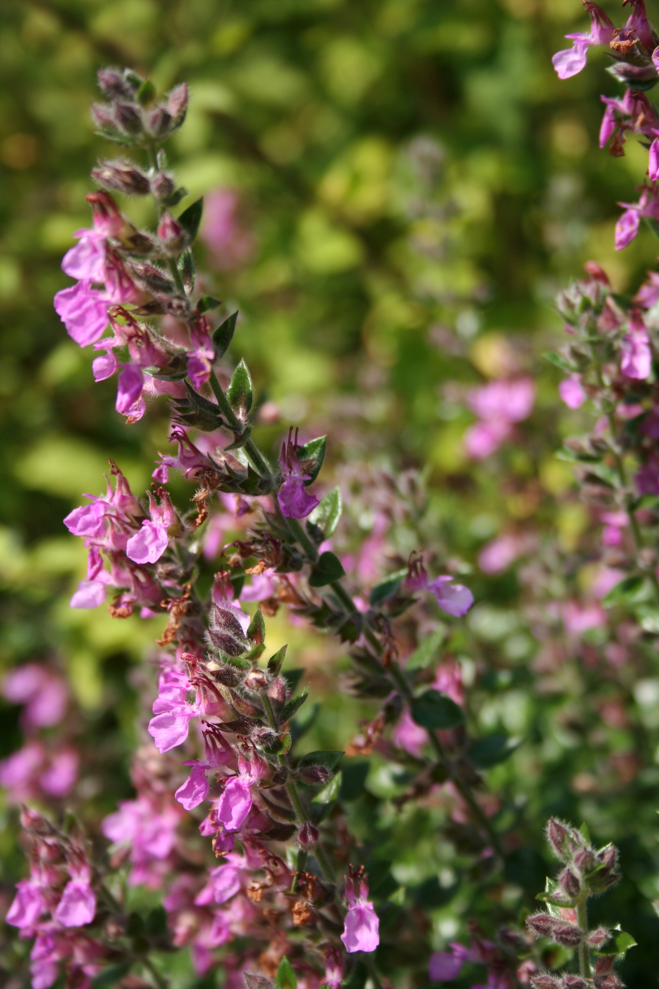 Teucrium x lucidrys - Gamander - De Tuinen van Appeltern