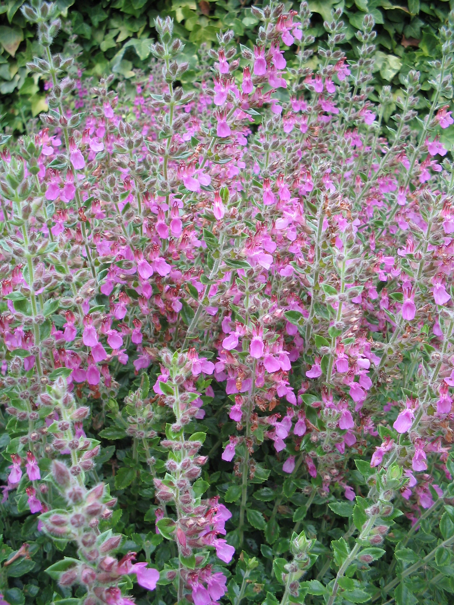 Teucrium x lucidrys - Gamander - De Tuinen van Appeltern