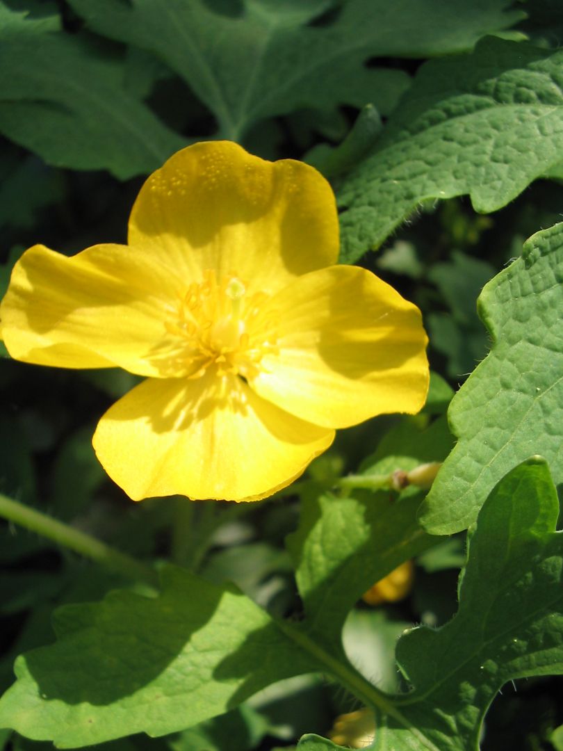 Stylophorum diphyllum - / | De Tuinen van Appeltern