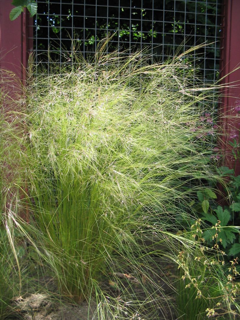 Stipa tenuissima - Vedergras | De Tuinen van Appeltern