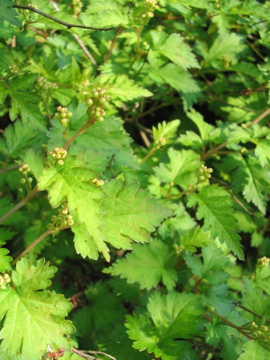 Stephanandra incisa 'Crispa' - / | De Tuinen van Appeltern