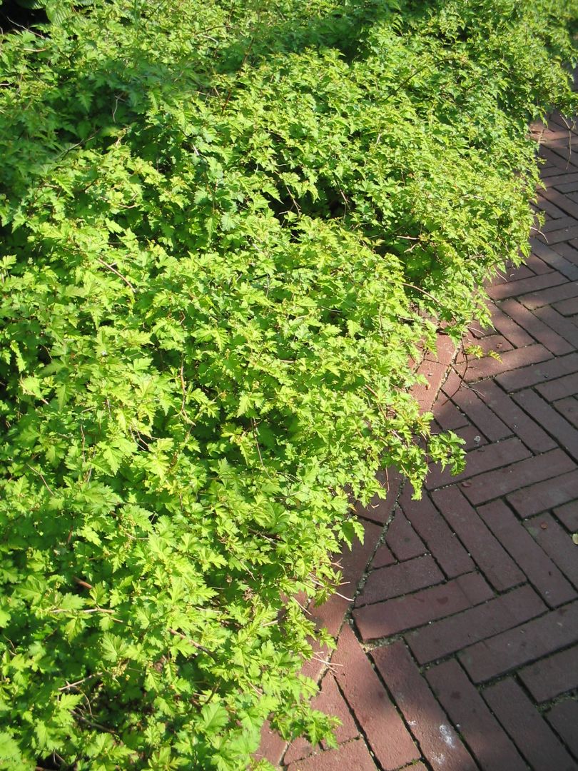 Stephanandra incisa 'Crispa' - / | De Tuinen van Appeltern