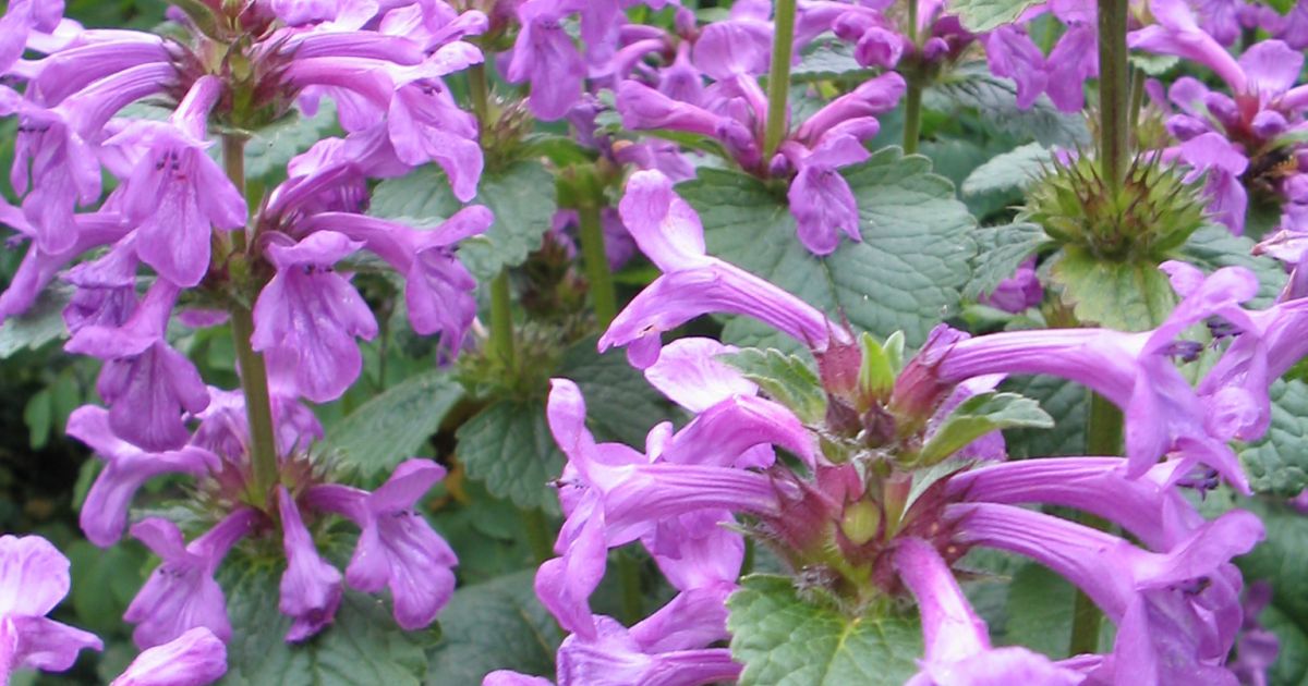 Stachys macrantha 'Superba' - Andoorn | De Tuinen van Appeltern