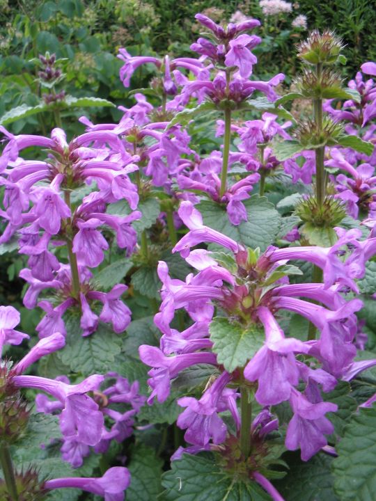 Stachys macrantha 'Superba' - Andoorn | De Tuinen van Appeltern