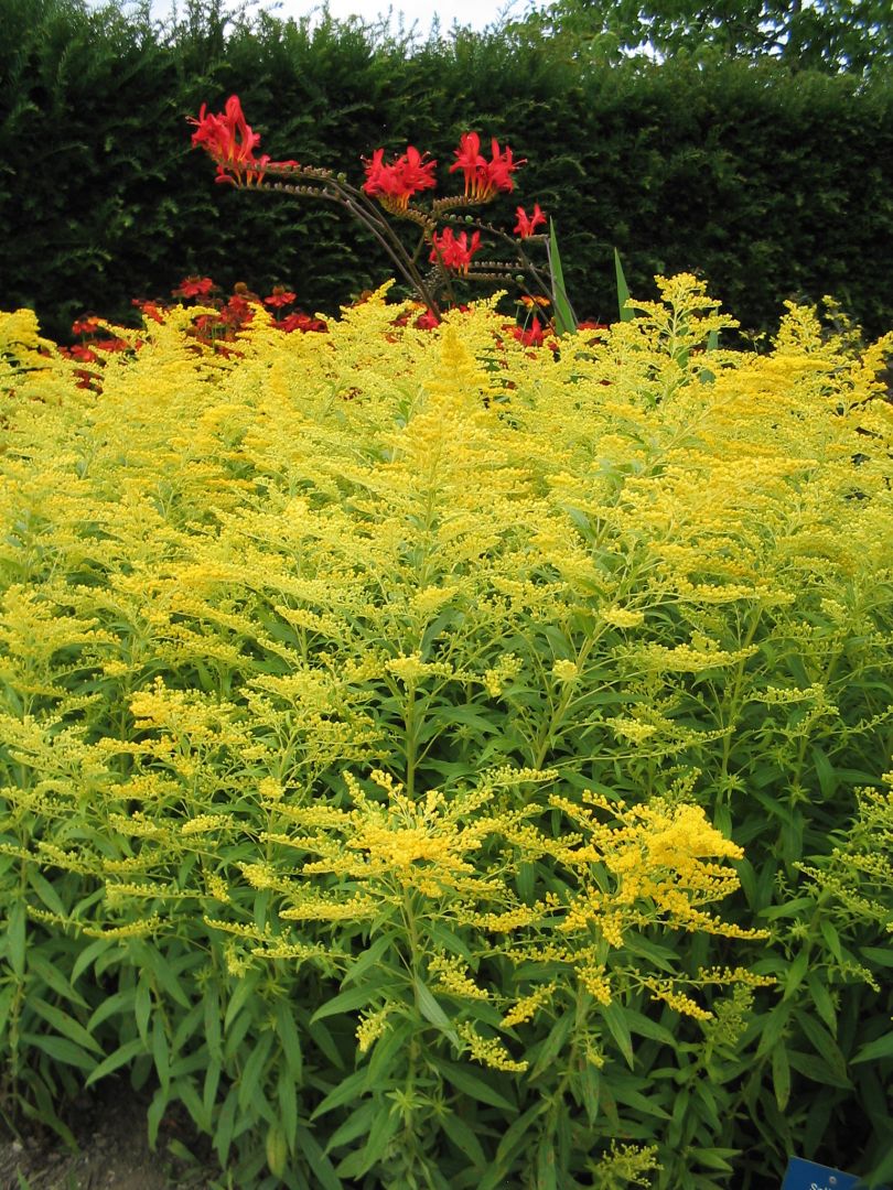 Solidago 'Golden Mosa' - Guldenroede | De Tuinen van Appeltern