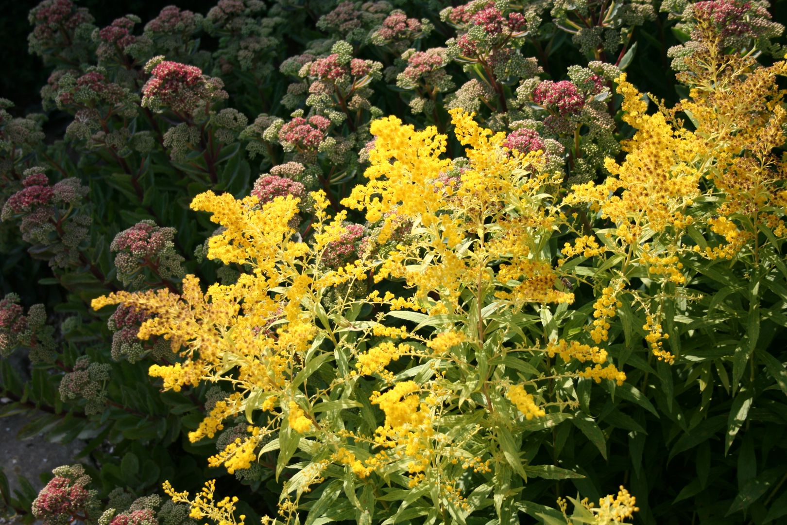 Solidago 'Golden Mosa' - Guldenroede | De Tuinen van Appeltern