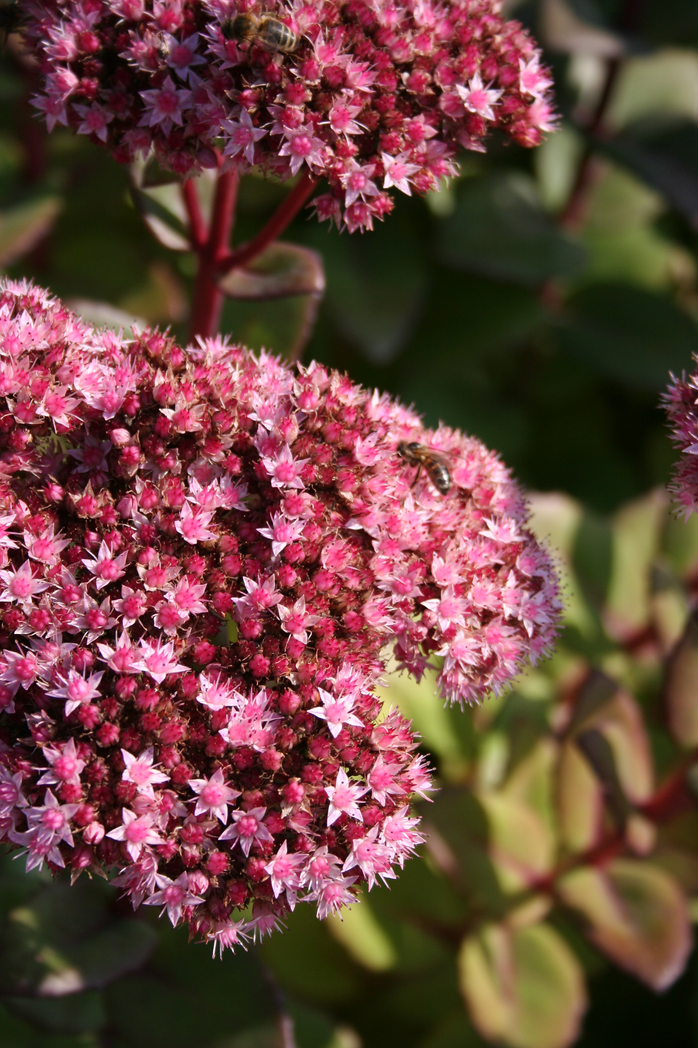 Sedum 'Matrona' - Vetkruid - De Tuinen van Appeltern
