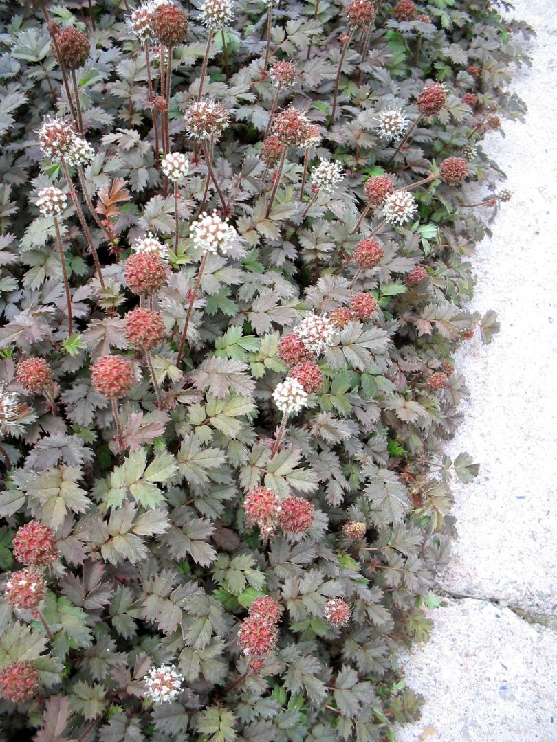 Acaena microphylla 'Kupferteppich' - Stekelnootje | De Tuinen van Appeltern