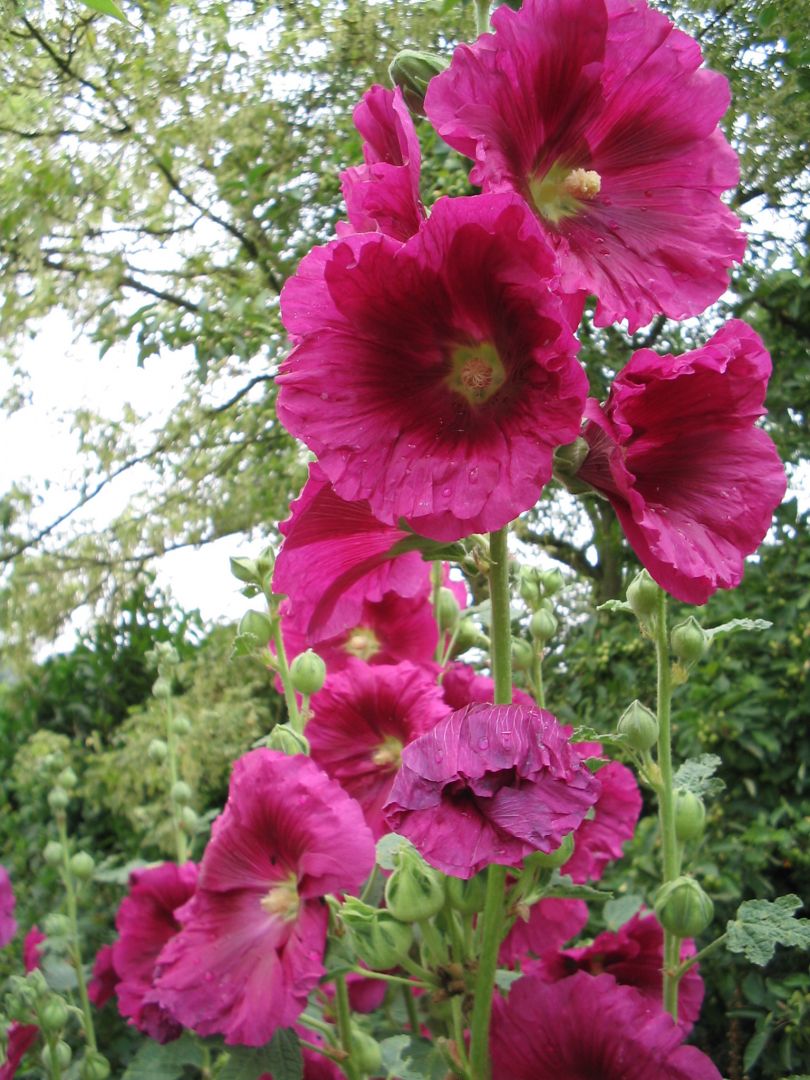 Alcea rosea - Stokroos | De Tuinen van Appeltern