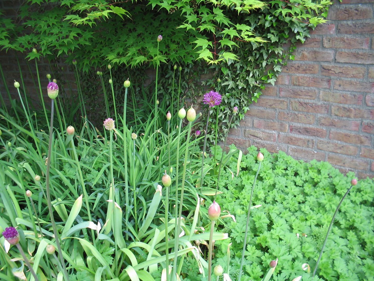 Allium 'Purple Sensation' - Sierui | De Tuinen van Appeltern