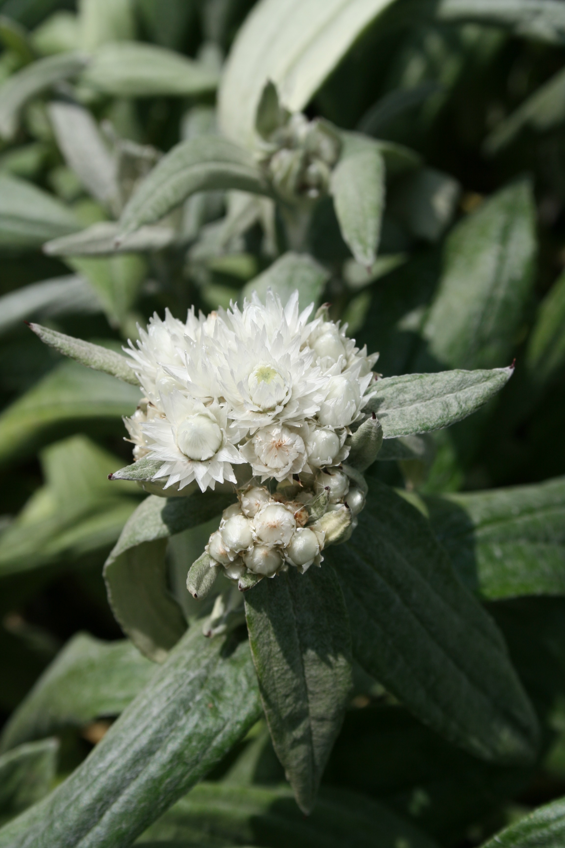 Anaphalis triplinervis - Siberisch edelweiss, Witte knoop - De Tuinen ...