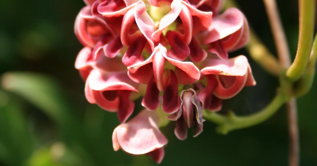 Apios americana - Amerikaanse grondnoot | De Tuinen van Appeltern