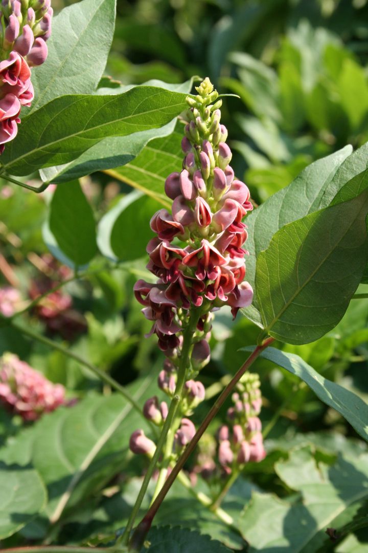 Apios americana - Amerikaanse grondnoot | De Tuinen van Appeltern