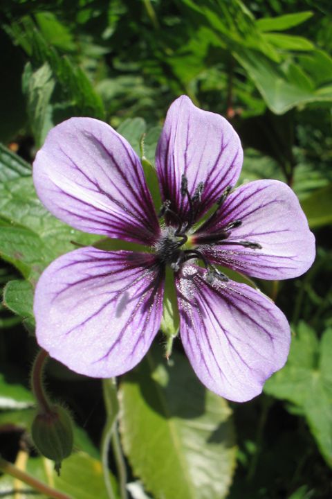 Geranium 'Salomé' - Ooievaarsbek | De Tuinen van Appeltern