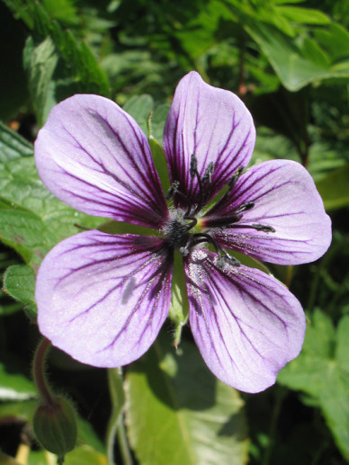 Geranium 'Salomé' - Ooievaarsbek | De Tuinen van Appeltern