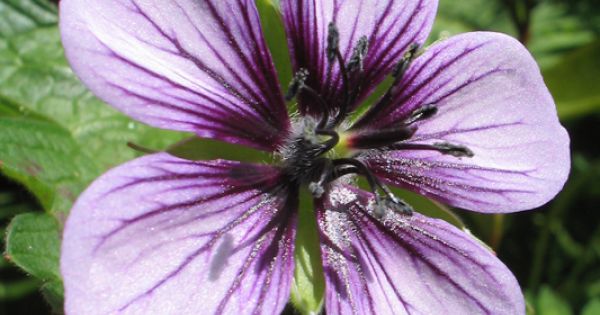 Geranium 'Salomé' - Ooievaarsbek | De Tuinen van Appeltern