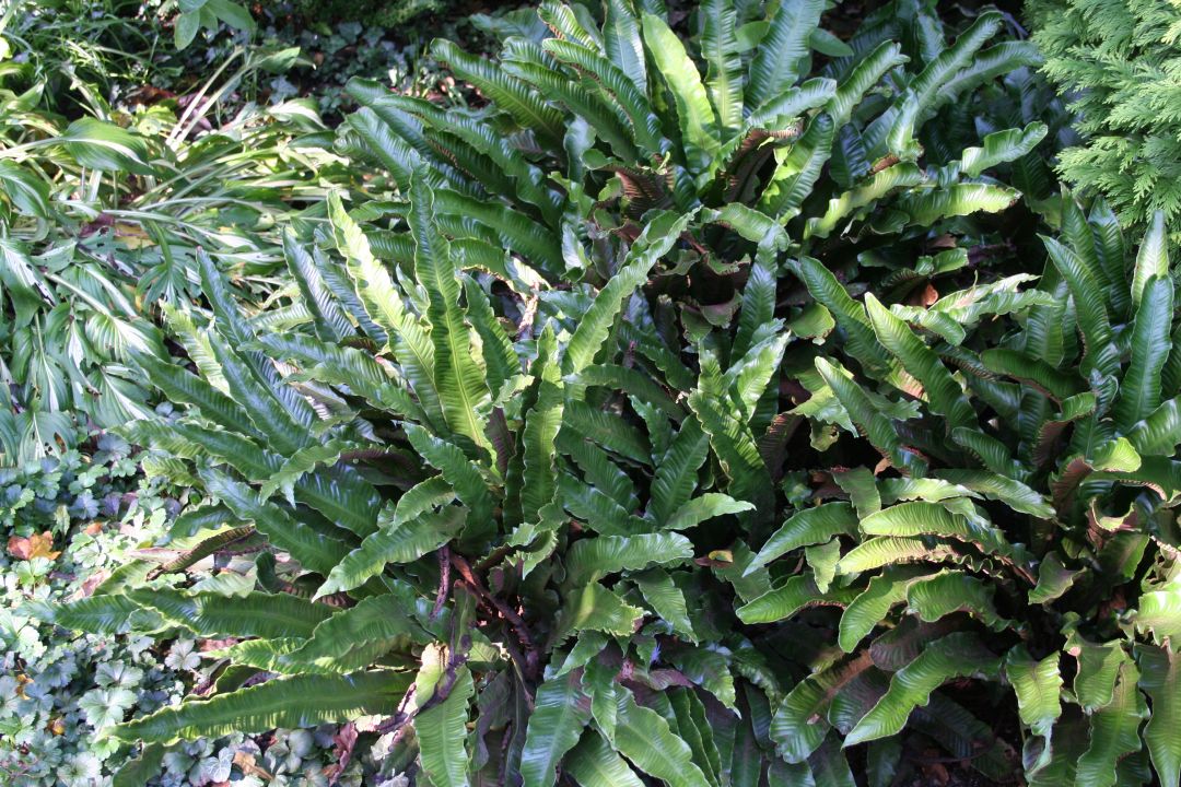 Asplenium scolopendrium - Tongvaren | De Tuinen van Appeltern