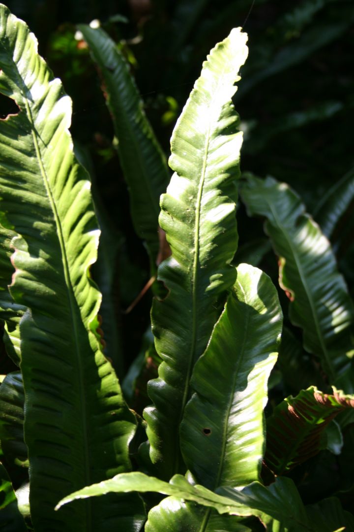 Asplenium scolopendrium - Tongvaren | De Tuinen van Appeltern