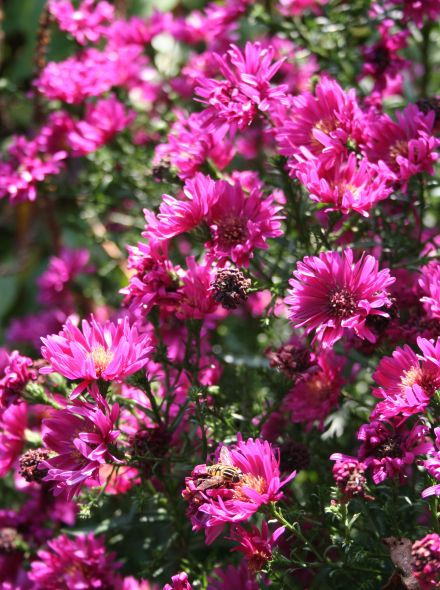Aster 'Jenny' - Herfstaster | De Tuinen van Appeltern
