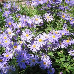 Aster x frikartii 'Mönch' - Herfstaster | De Tuinen van Appeltern