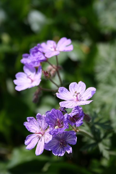 Geranium tuberosum - Ooievaarsbek | De Tuinen van Appeltern