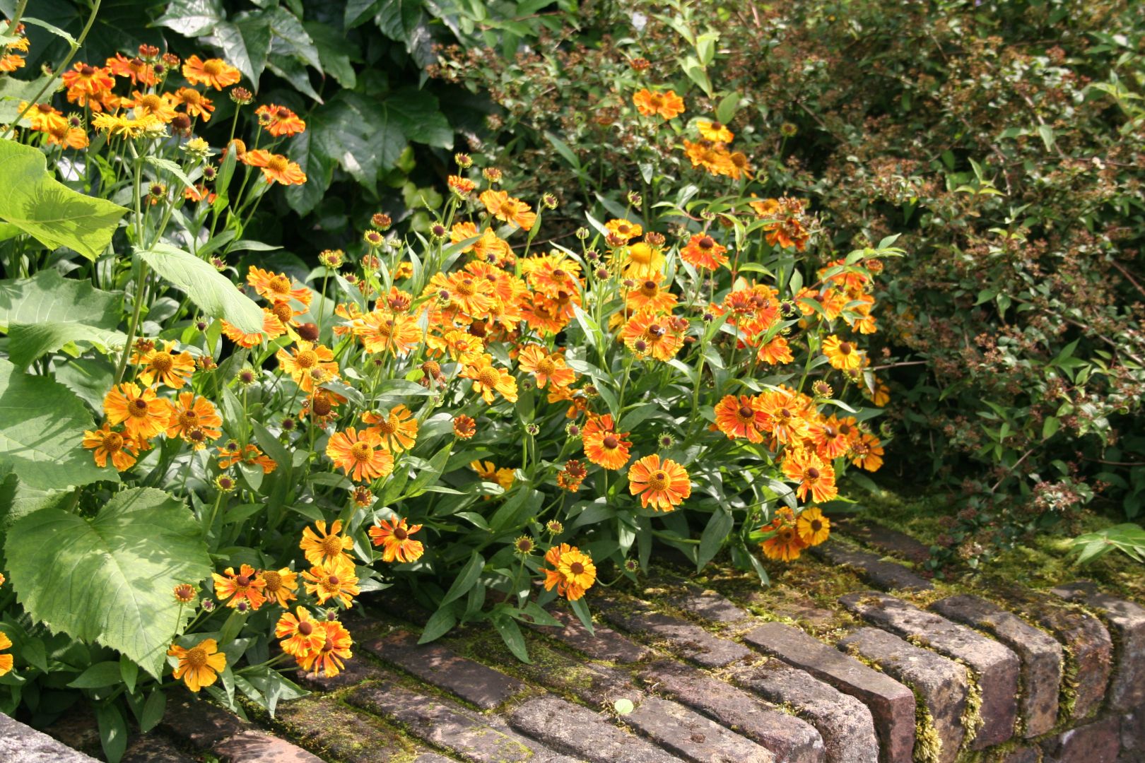 Helenium 'Waltraut' - Zonnekruid | De Tuinen van Appeltern