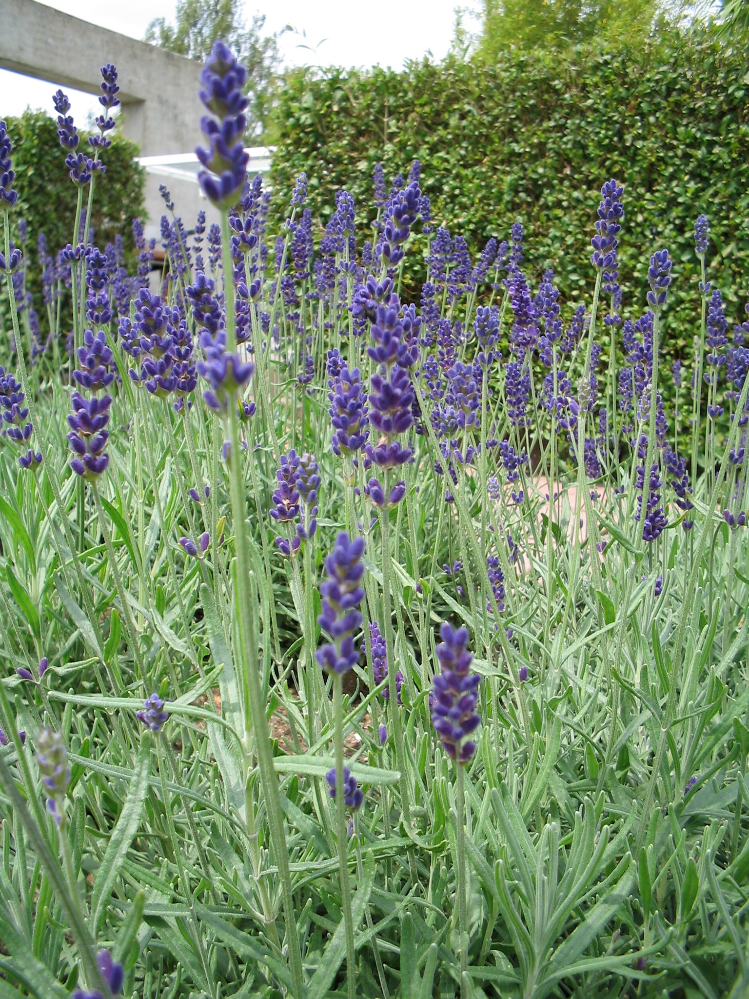 Lavandula angustifolia 'Munstead' - Lavendel - De Tuinen van Appeltern