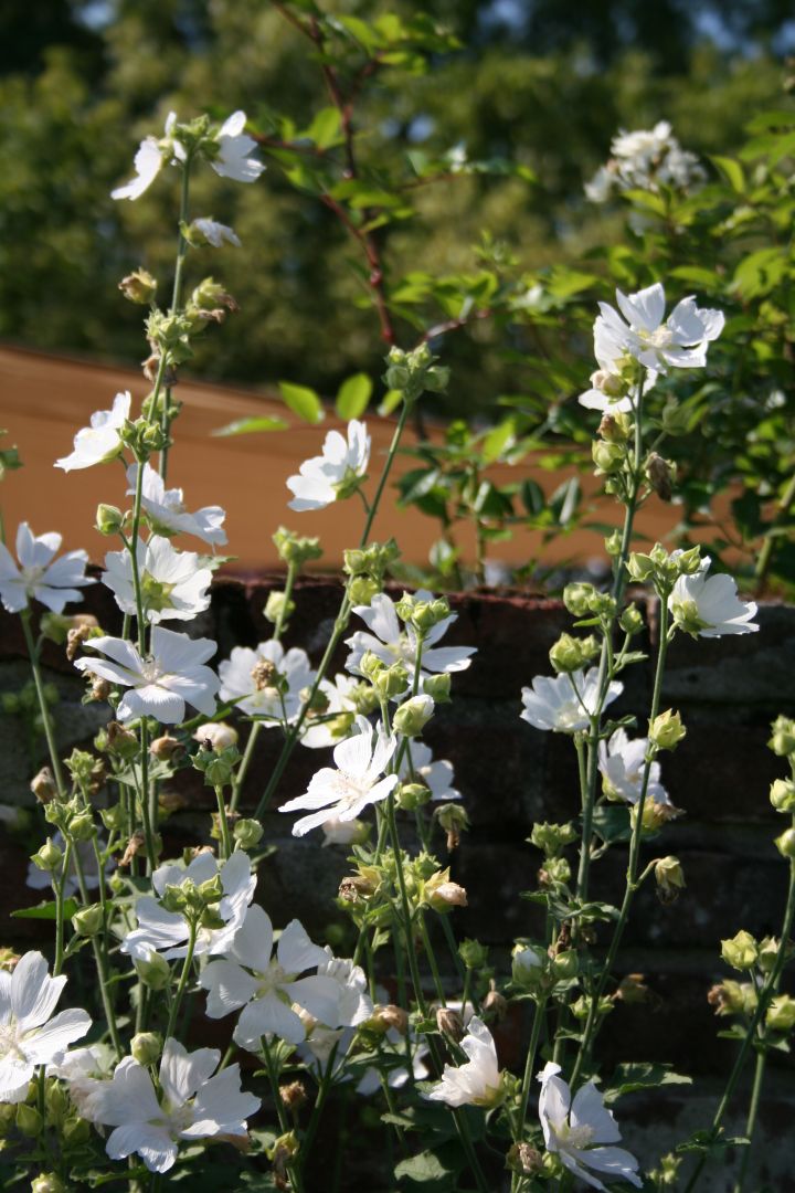 Lavatera 'Ice Cool' - Struikmalva | De Tuinen van Appeltern