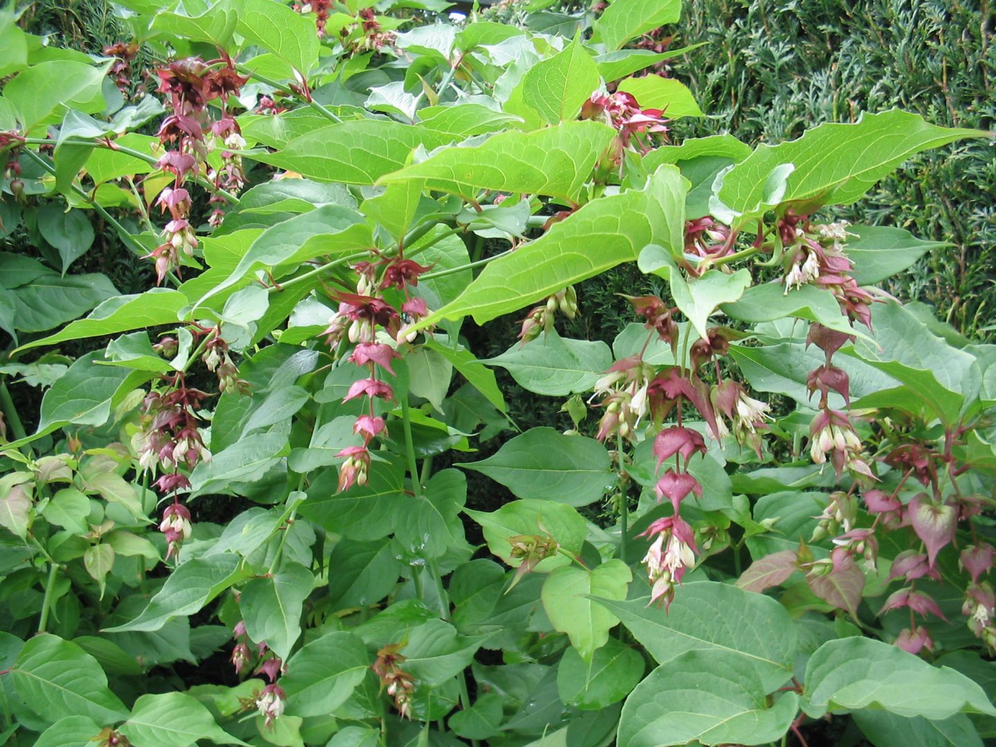 Leycesteria formosa - Grootmoeders oorbellen | De Tuinen van Appeltern