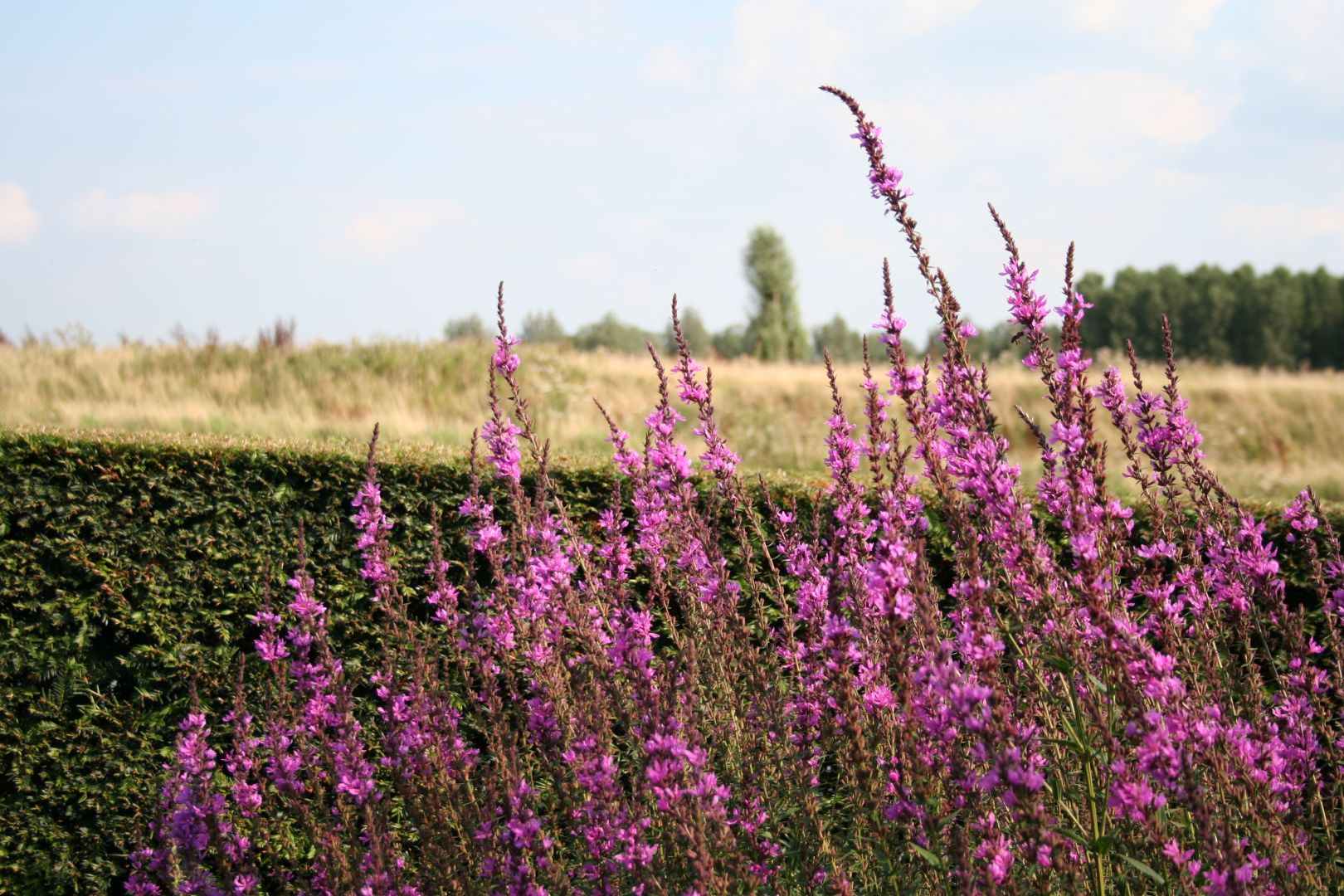 Lythrum salicaria 'Lady Sackville' - Grote kattenstaart | De Tuinen van ...