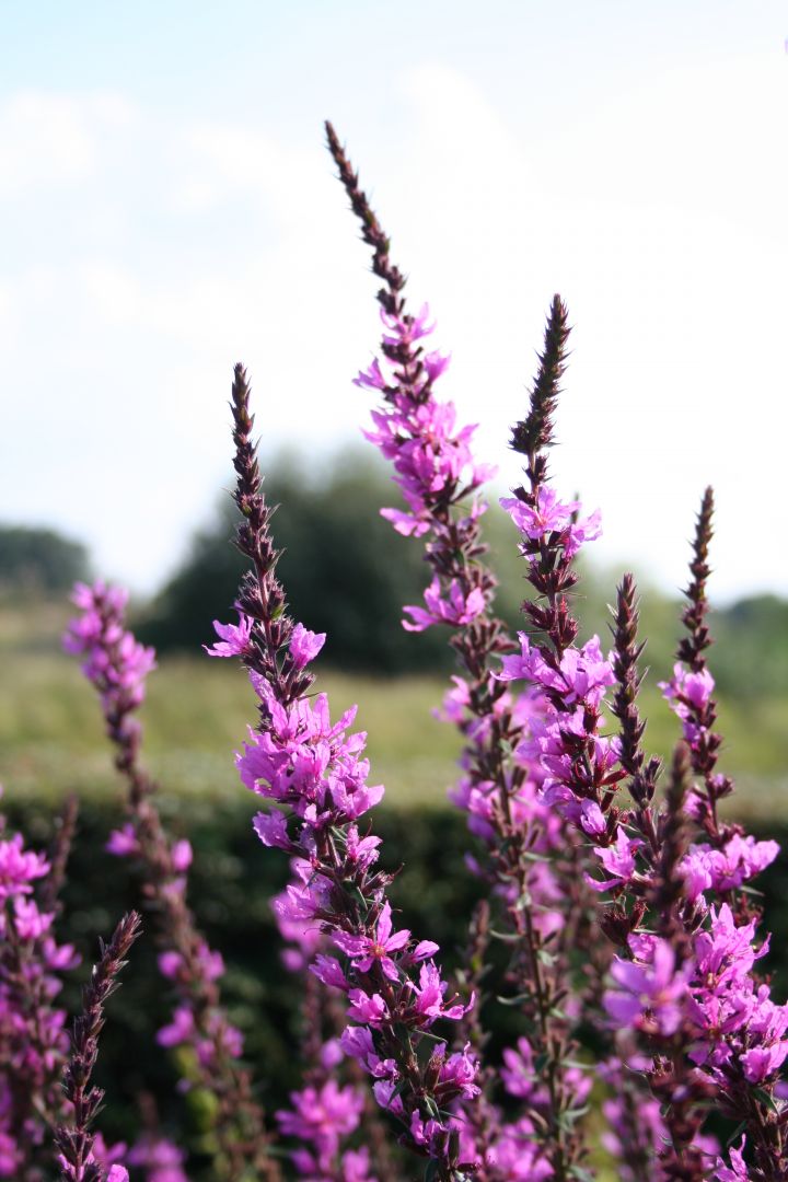 Lythrum salicaria 'Lady Sackville' - Grote kattenstaart | De Tuinen van ...