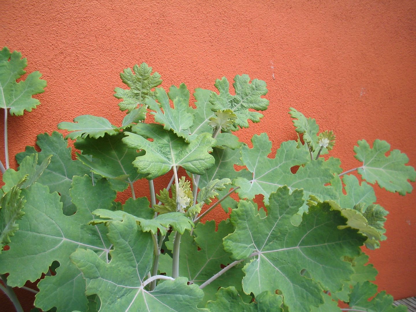 Macleaya cordata - Pluimpapaver | De Tuinen van Appeltern