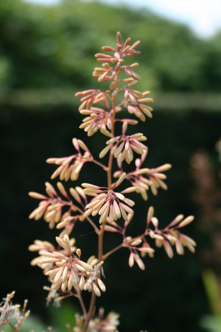 Macleaya microcarpa 'Kelways Coral Plume' - Pluimpapaver | De Tuinen ...