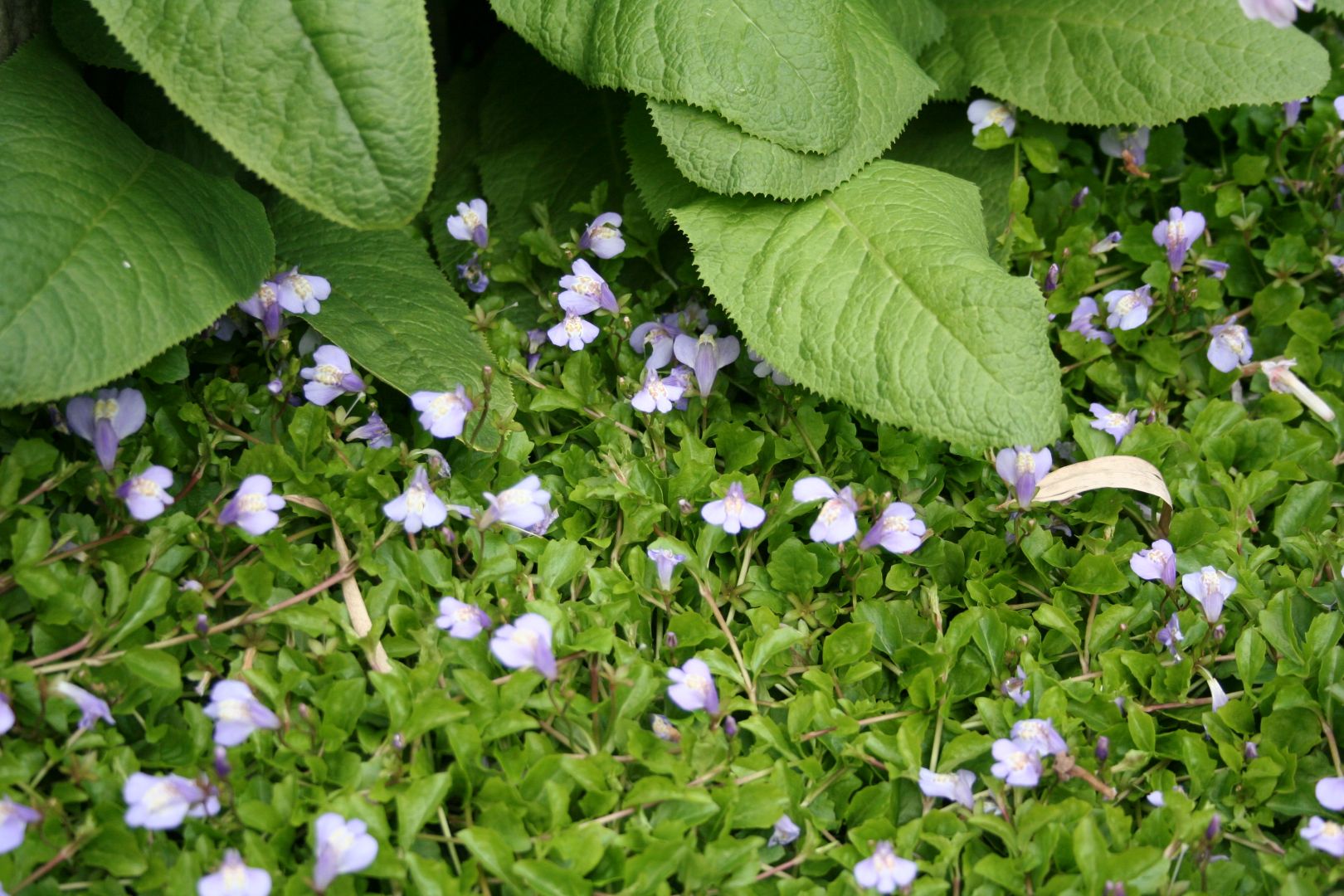 Mazus reptans - / | De Tuinen van Appeltern