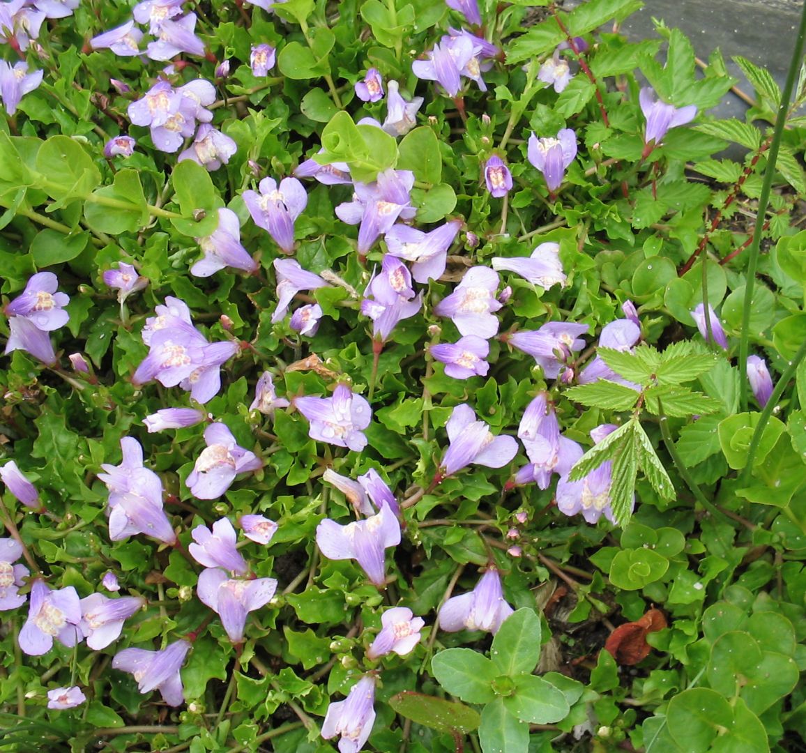Mazus reptans - / | De Tuinen van Appeltern