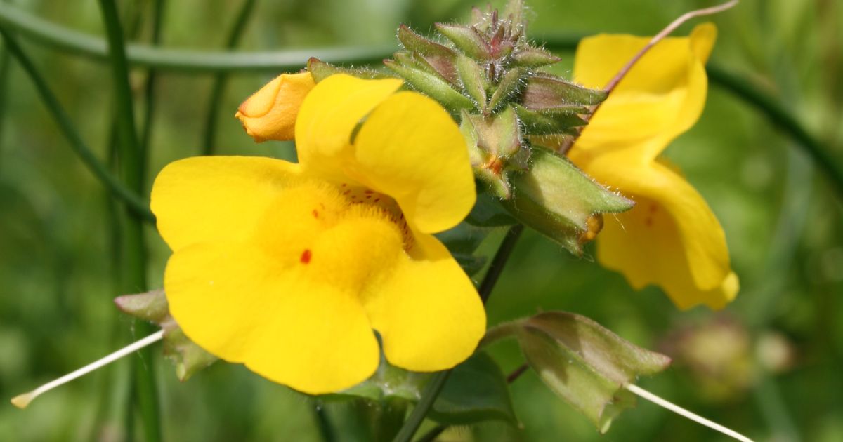 Mimulus luteus - Gele maskerbloem | De Tuinen van Appeltern