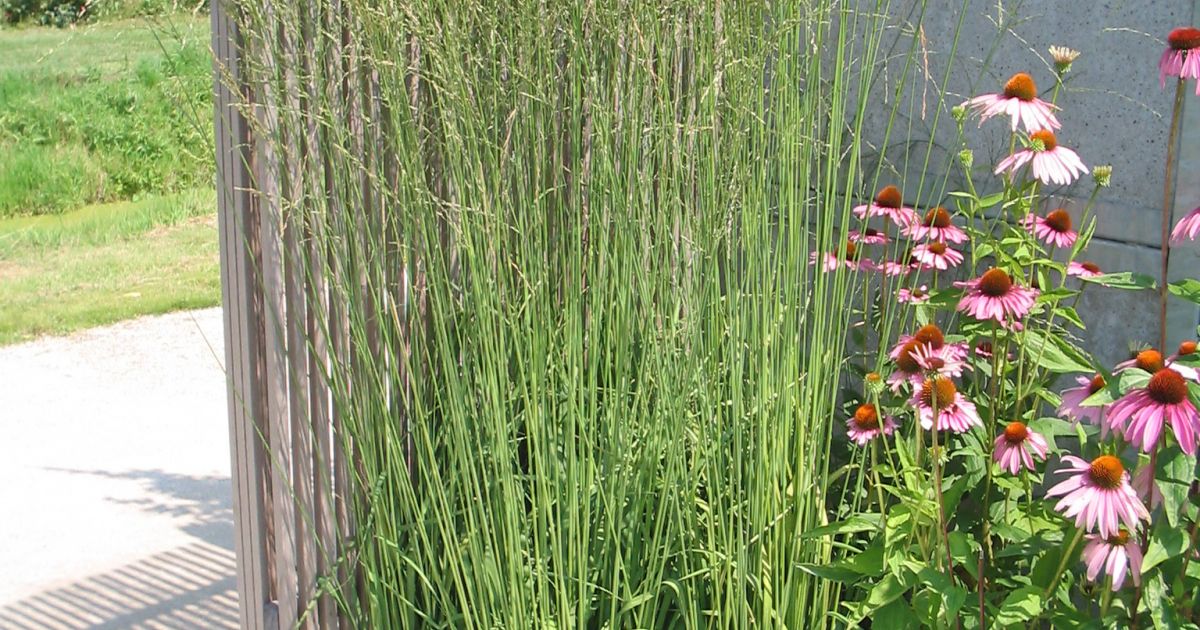 Molinia caerulea subsp. arundinacea 'Transparent' - Pijpestrootje | De ...