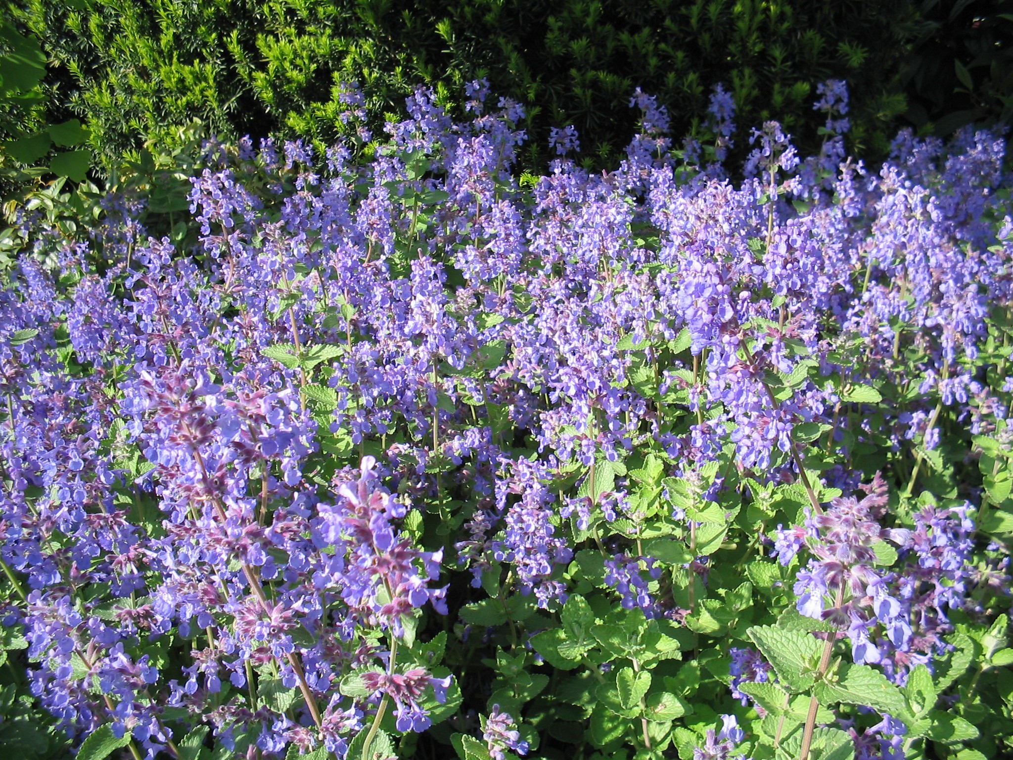 Nepeta Faassenii