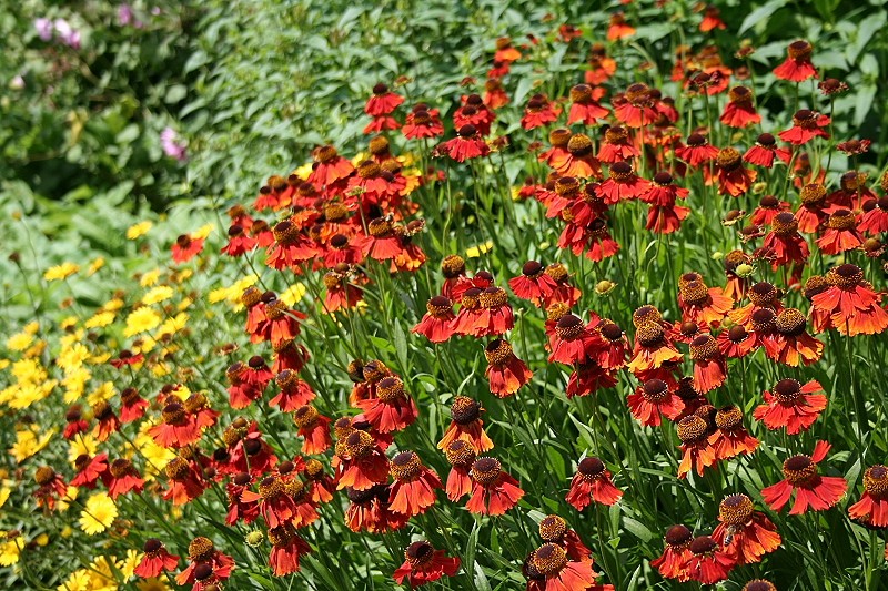 Helenium 'Moerheim Beauty' - Zonnekruid - De Tuinen van Appeltern