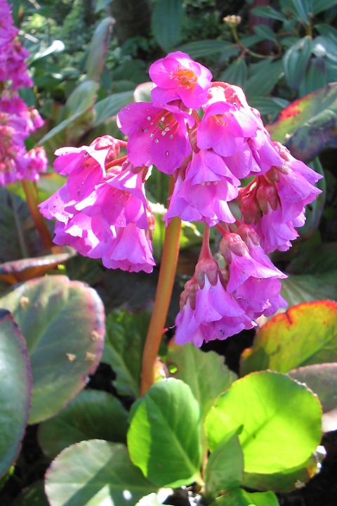 Bergenia cordifolia - Schoenlappersplant | De Tuinen van Appeltern
