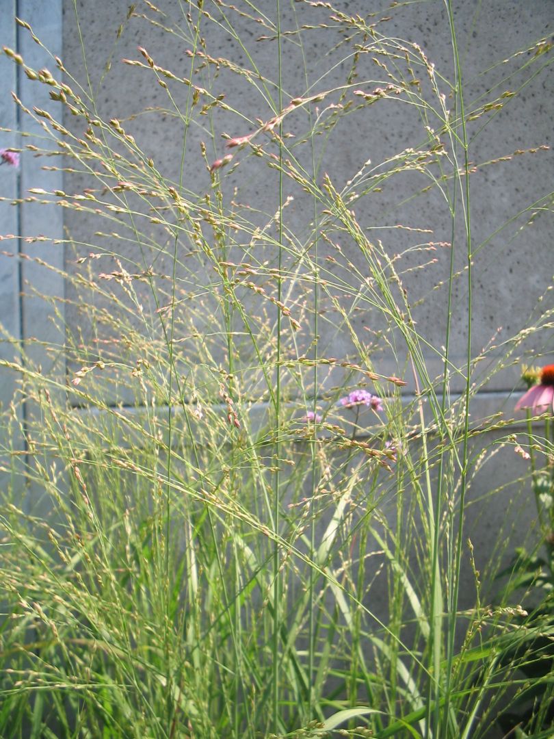 Panicum virgatum 'Rotstrahlbusch' - Vingergras | De Tuinen van Appeltern