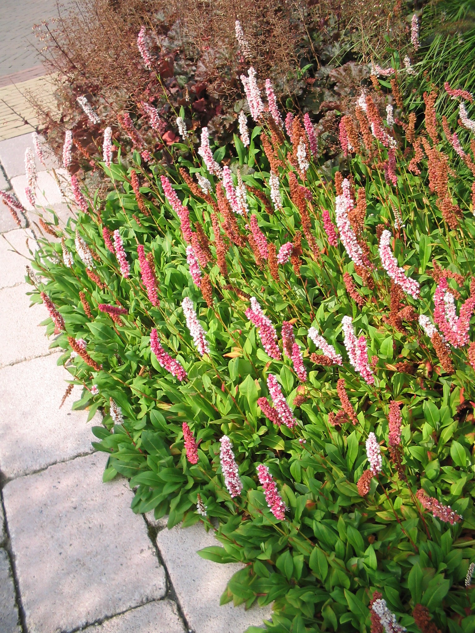 Persicaria affinis 'Darjeeling Red' - Duizendknoop - De Tuinen van ...