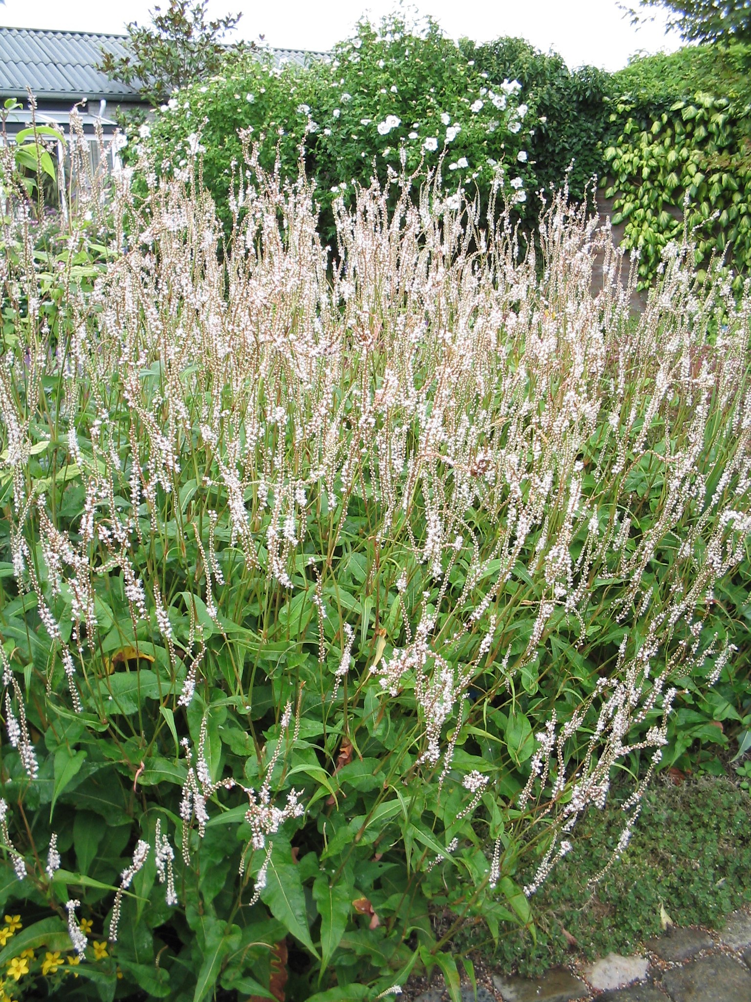 Persicaria amplexicaulis 'Alba' - Duizendknoop - De Tuinen van Appeltern