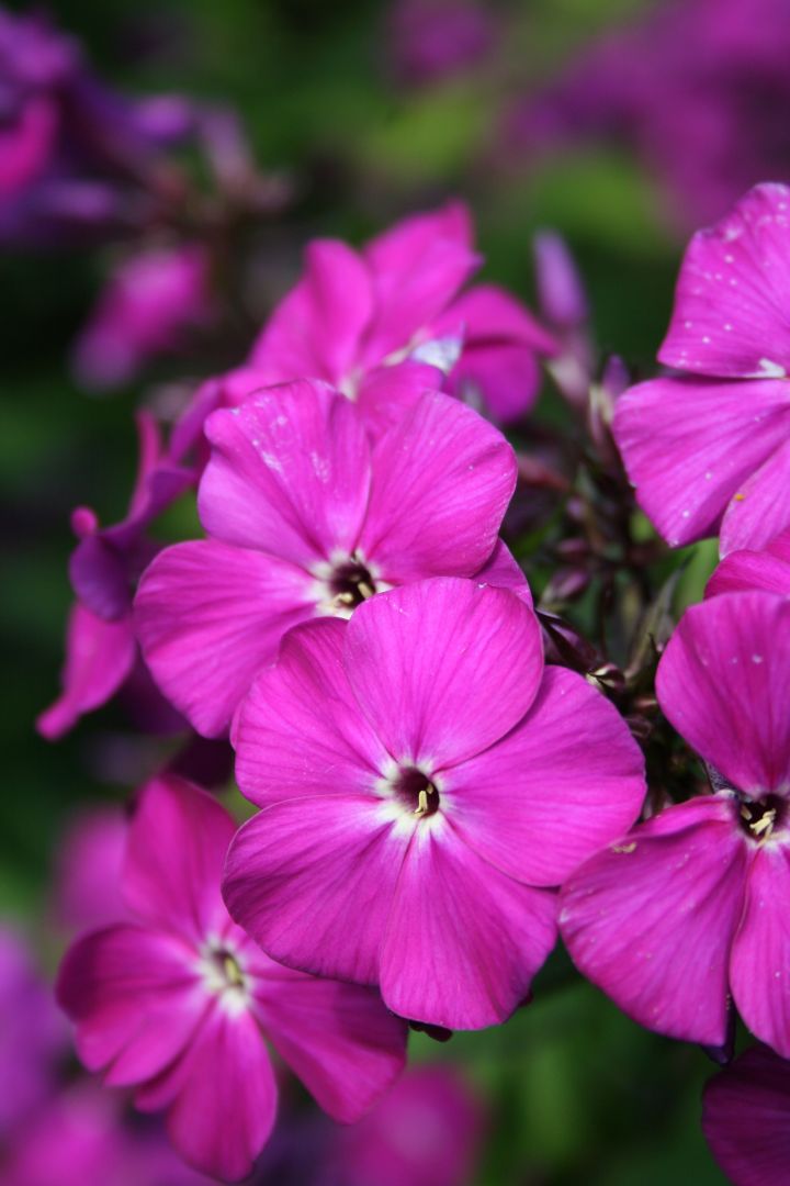 Phlox paniculata 'Border Gem' - Floks, vlambloem | De Tuinen van Appeltern