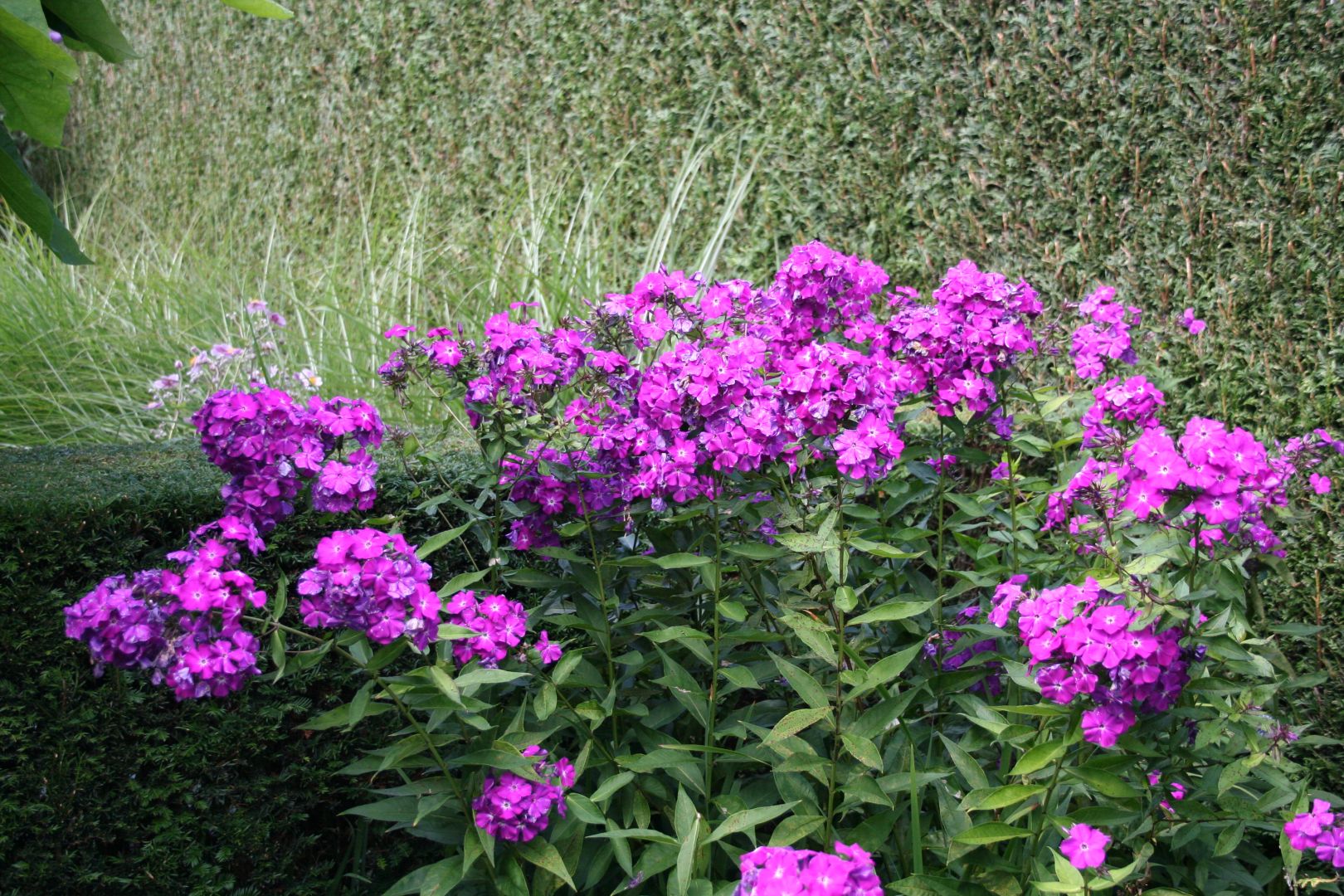 Phlox paniculata 'Border Gem' - Floks, vlambloem | De Tuinen van Appeltern