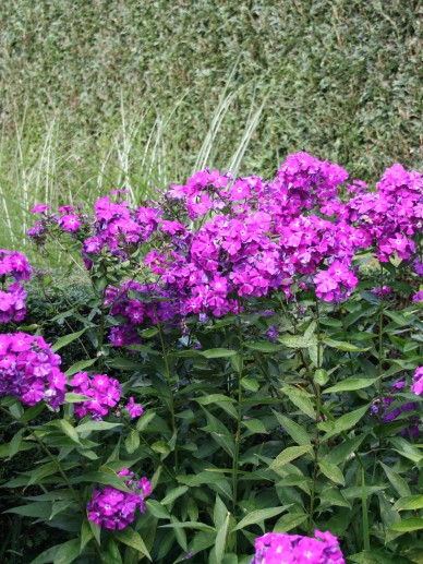 Phlox paniculata 'Border Gem' - Floks, vlambloem | De Tuinen van Appeltern