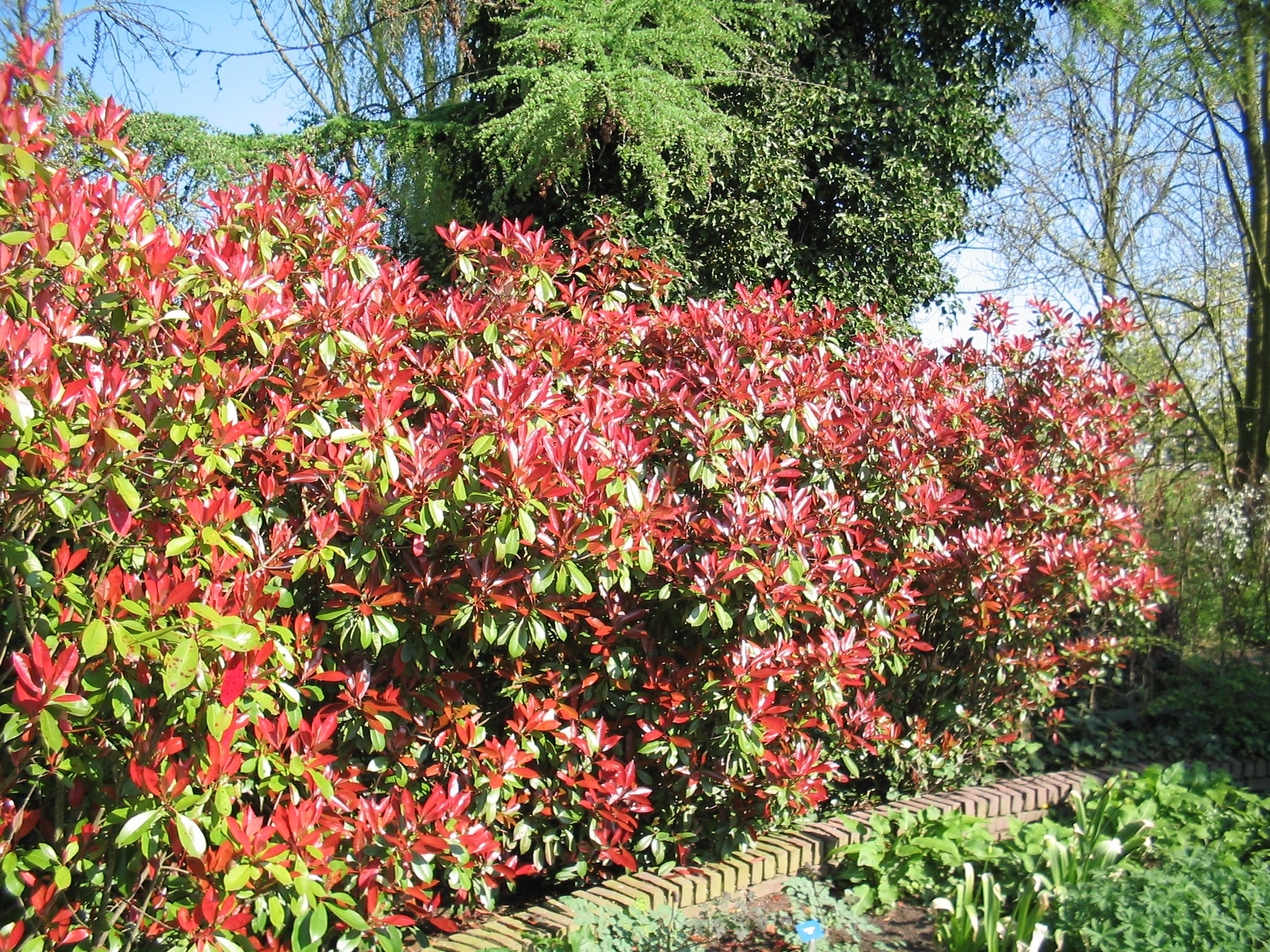 Photinia fraseri 'Red Robin' - Glansmispel - De Tuinen van Appeltern