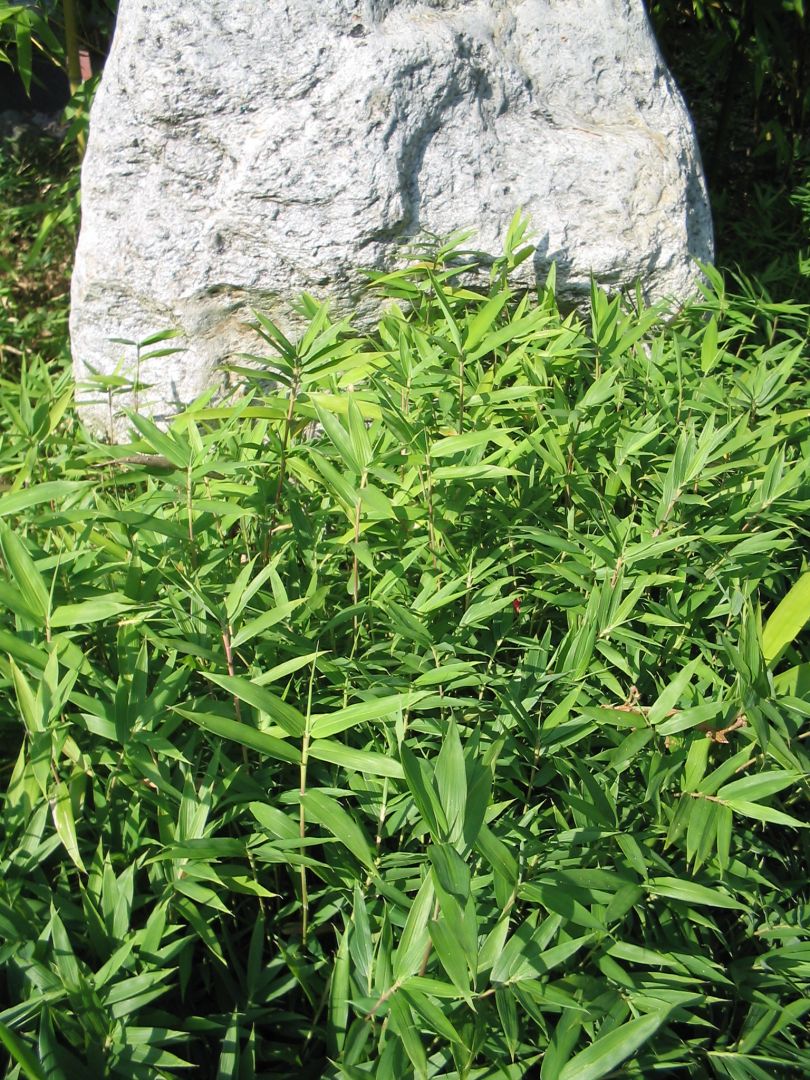 Pleioblastus pygmaeus var. distichus - Varenloofbamboe | De Tuinen van ...